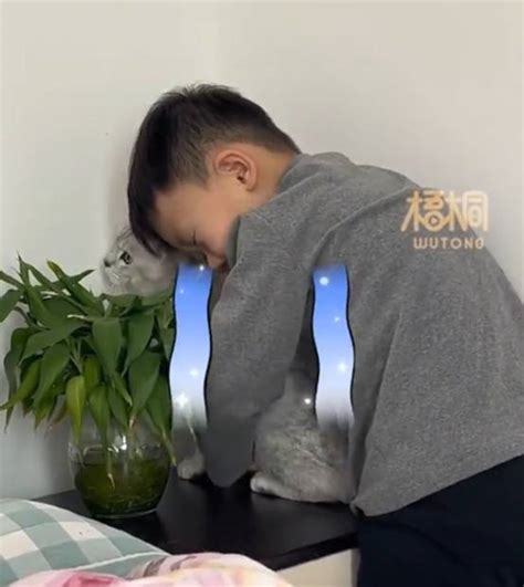 男孩怕猫被送走，哭着求它不要掉毛，“别再掉一根毛了，求你了”，网友：可以不送走吗，我都心疼了猫咪video因为