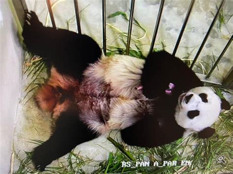 Panda G Ant Actus Et Infos Sur Le Grand Panda Chengdu Pambassador
