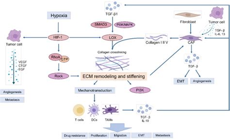 Targeting Extracellular Matrix Stiffness For Cancer Therapy Pmc