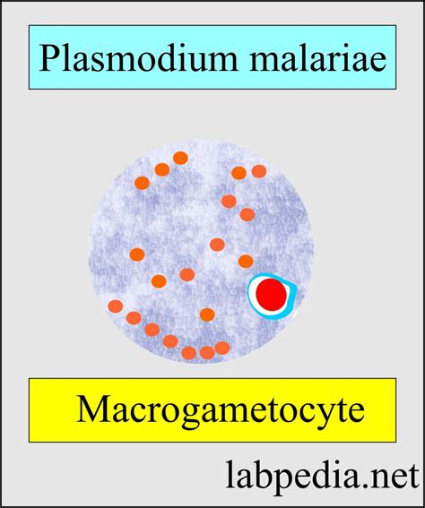 Malarial Parasite Part 4 Plasmodium Malariae Benign Quartan Malaria