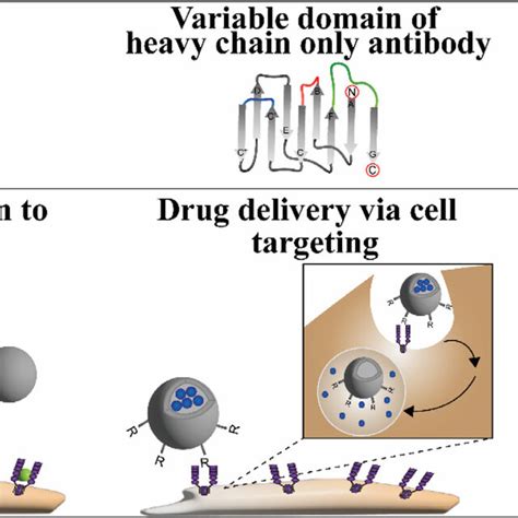 Schematic Overview Of The Biological Functionalities Discussed In This