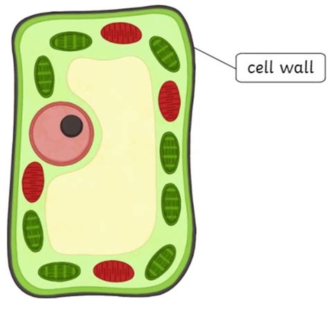 Microbio Midterm Flashcards Quizlet