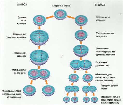 сравнение мейоза и митоза в виде схемы Школьные Знания Com