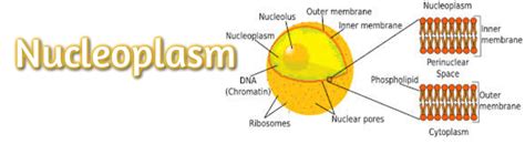 Nucleoplasm