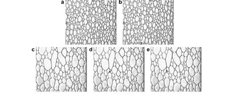 Illustration Of The Bubbles Size Distribution Evolution During A Download Scientific Diagram