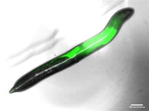 TWiM 179 Viable But Not Culturable This Week In Microbiology
