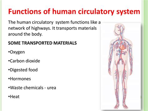 Circulatory System Functions