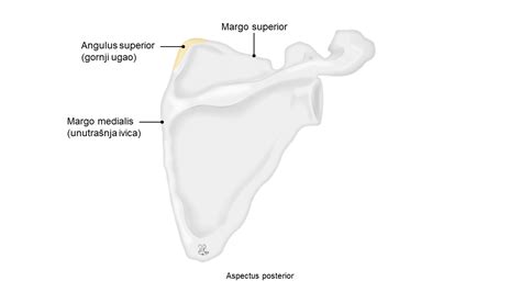Scapula Lopatica
