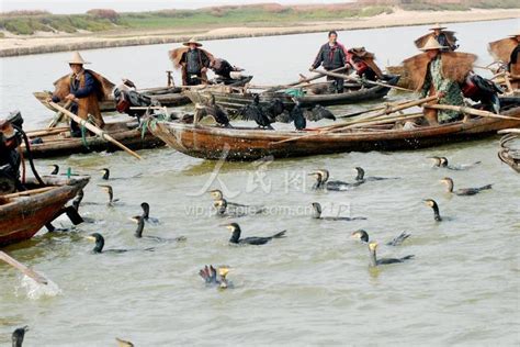 江西鄱阳：鸬鹚捕鱼演绎鄱阳湖畔最美风景 人民图片网