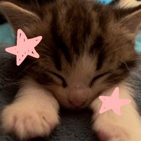 Fotos De Perfil De Gatos