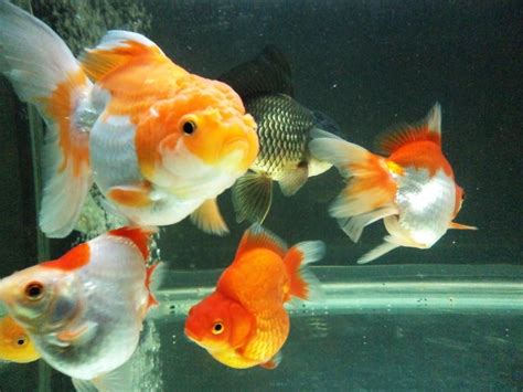 ขายปลาทองสีสวย Ennxo