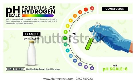 Ph Scale Six Properties Calculation Examples Stock Vector Royalty Free