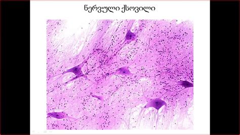 ბიოლოგია მაკონტროლებელი სისტემები გრძნობათა ორგანოები Youtube