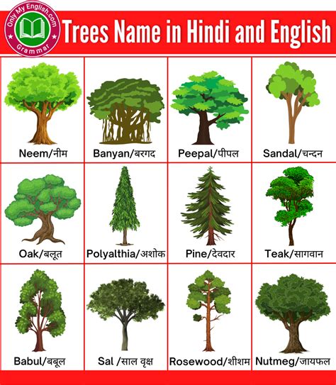 100 Trees Name In Hindi And English U092au0947u095cu094bu0902