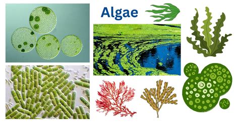 Algae Characteristics Classes Structure Reproduction Importance