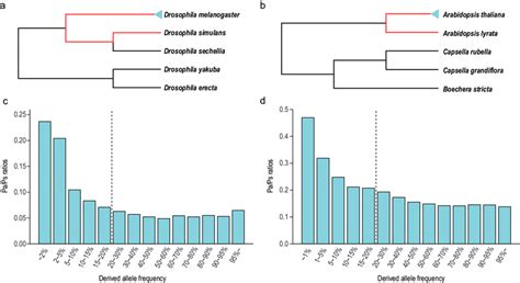 Between Species Divergence And Within Species Polymorphism For Download Scientific Diagram