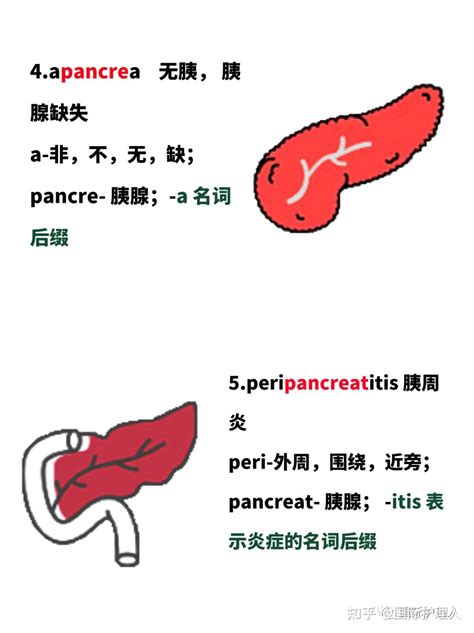 零基础，3分钟掌握与【pancre（o）胰腺】相关的医学英语术语！ 知乎