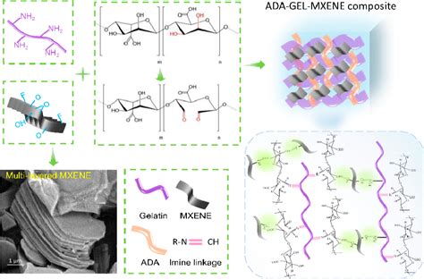 Figure 1 From Electroactive Oxidized Alginate Gelatin Mxene Ti3c2tx Composite Hydrogel With