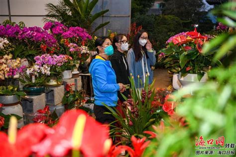 新春走基层丨海口花市人气旺 花团锦簇年味足 海口网