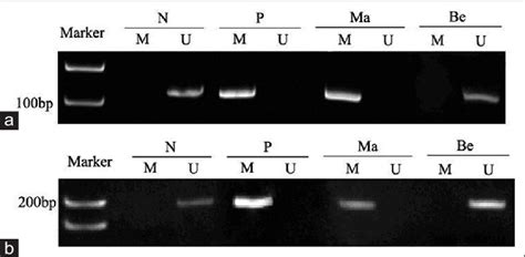 Methylation Specific Polymerase Chain Reaction Analysis For The