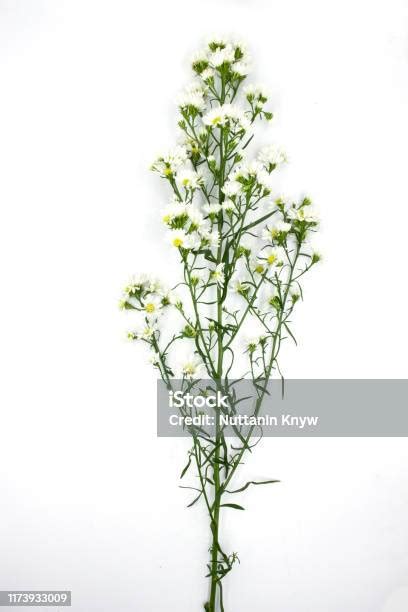 흰색 배경에 고립 된 흰색 Aster 꽃 0명에 대한 스톡 사진 및 기타 이미지 0명 Callistephus 건강한 생활방식 Istock