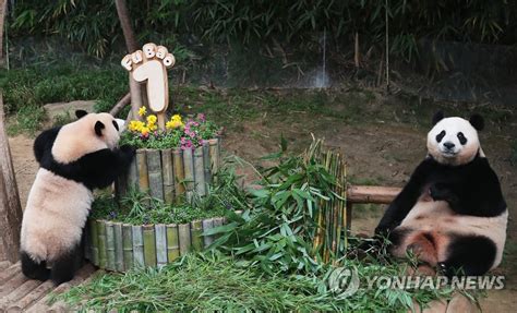 더쿠 뚠빵뚠빵 그 자체였던 푸바오 첫 돌잔치 때 