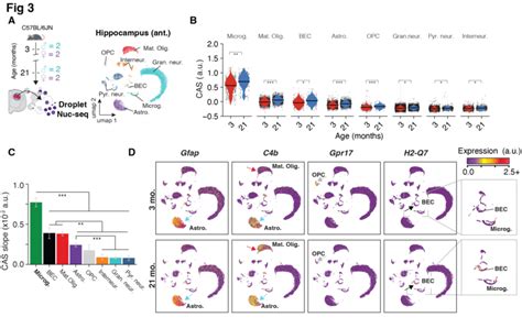 Aging In Glia And Endothelial Cells Is The Major Contributor To Cas Download Scientific Diagram
