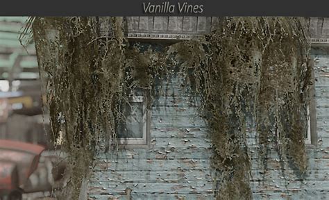 Vine 