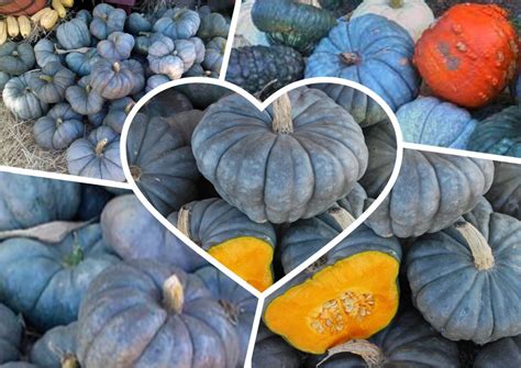 Садівники пояснили з якого сорту гарбузів можна робити компоти соки та варення Читайте на Ukr Net