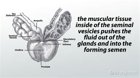 Bulb Urethra Definition At Hubert Walker Blog