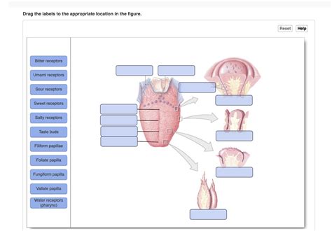 Solved Drag The Labels To The Appropriate Location In The