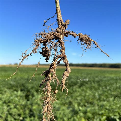 Nematodes In Crop Production In Arkansas Arkansas Nematodes