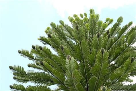 Wollemi PineWollemia NobilisHD Desktop壁纸宽屏高清晰度全屏