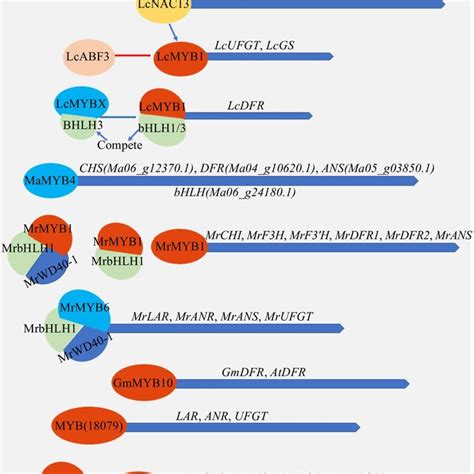 Synthesis Or Decomposition Of Anthocyanins And Flavonoids Etc By Myb
