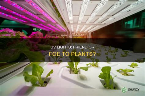 Uv Lights Friend Or Foe To Plants Shuncy