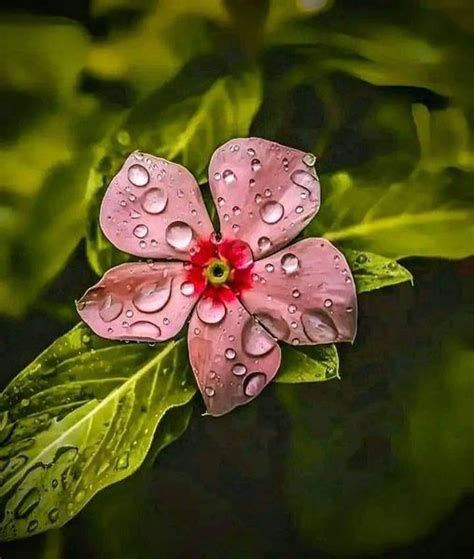 আপনার তোলা একটি ফুলের ছবি দিয়ে যান【2024】