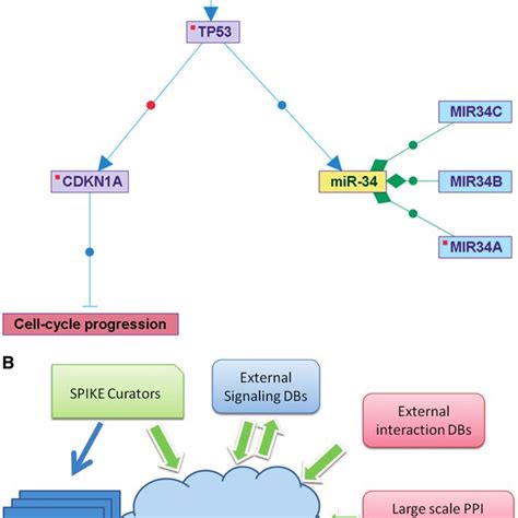 SPIKE S Data Model And Links With Other Databases A The Data Model Download Scientific
