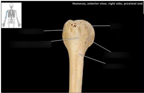 Humerus Anterior View Right Side Proximal End Diagram Quizlet