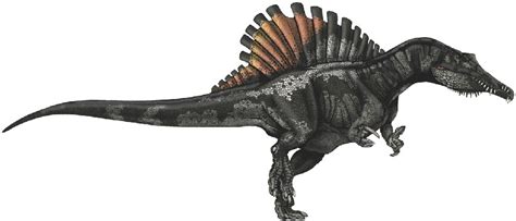 Spinosaurus Pictures Facts The Dinosaur Database