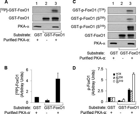 Pka Directly Phosphorylates Purified Gst Foxo1 Protein At Thr 24 Ser