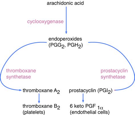 Receptors Thromboxane A2 Prostaglandin H2 Prostaglandin H2 Receptor