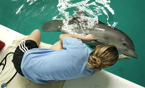 ‘loved By Millions Winter The Dolphin Dies After Battle With