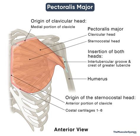 Reverse Action Of Pectoralis Major At Jeffrey Gavin Blog
