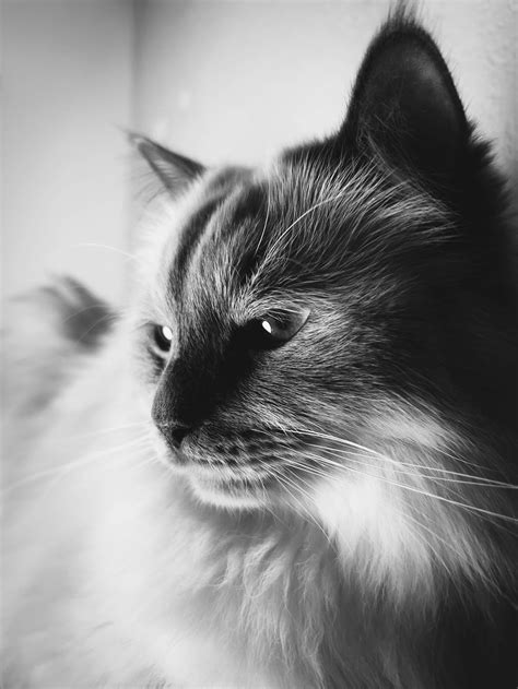 4k Wallpaper Cat Wallpaper Photos Download The Best Free 4k Wallpaper