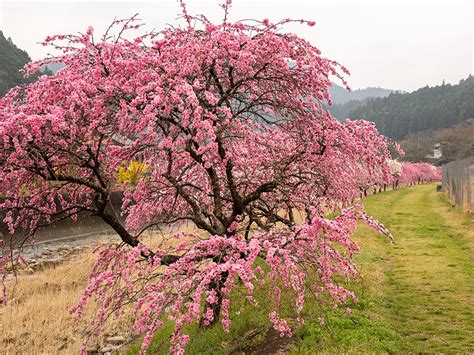 しだれ花桃の里に行ってきたにゃ豊橋豊川エリアの情報が満載 クーポンマガジンアプリHanamaru Palette