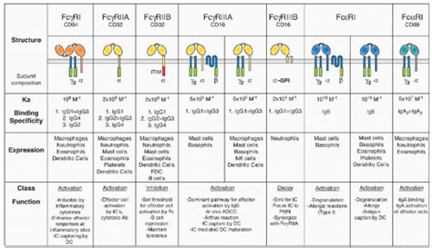 Fc Receptors And Their Role In Immune Regulation And Inflammation