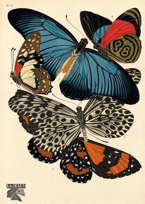 法国插画师 Seguy Ea 手绘蝴蝶 花瓣网