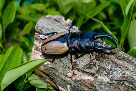 Stag Beetles Davids Beetles