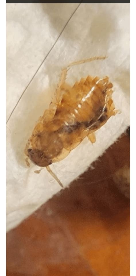 can someone tell me what but this is r whatsthisbug