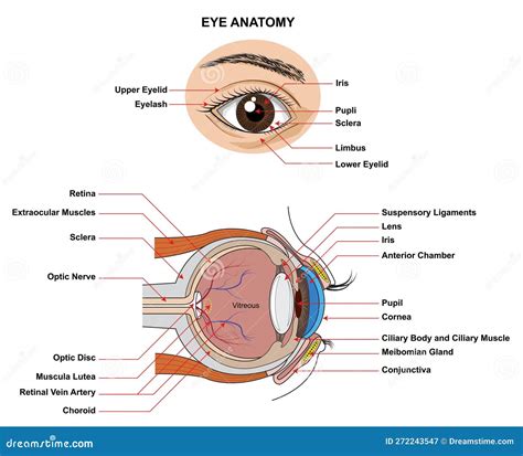 Eye Anatomy Anatomy Of The Human Eye Stock Vector Illustration Of
